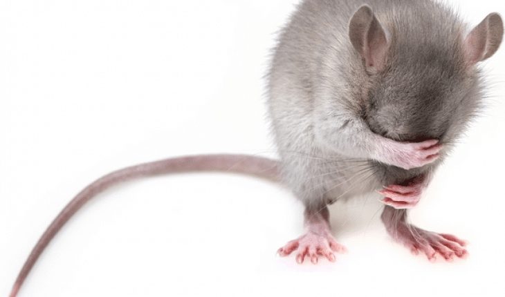 Muis tussen Fernandes broden in supermarkt Paramaribo- Noord